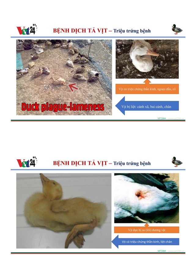 Benh dich ta vit vet24h | PDF