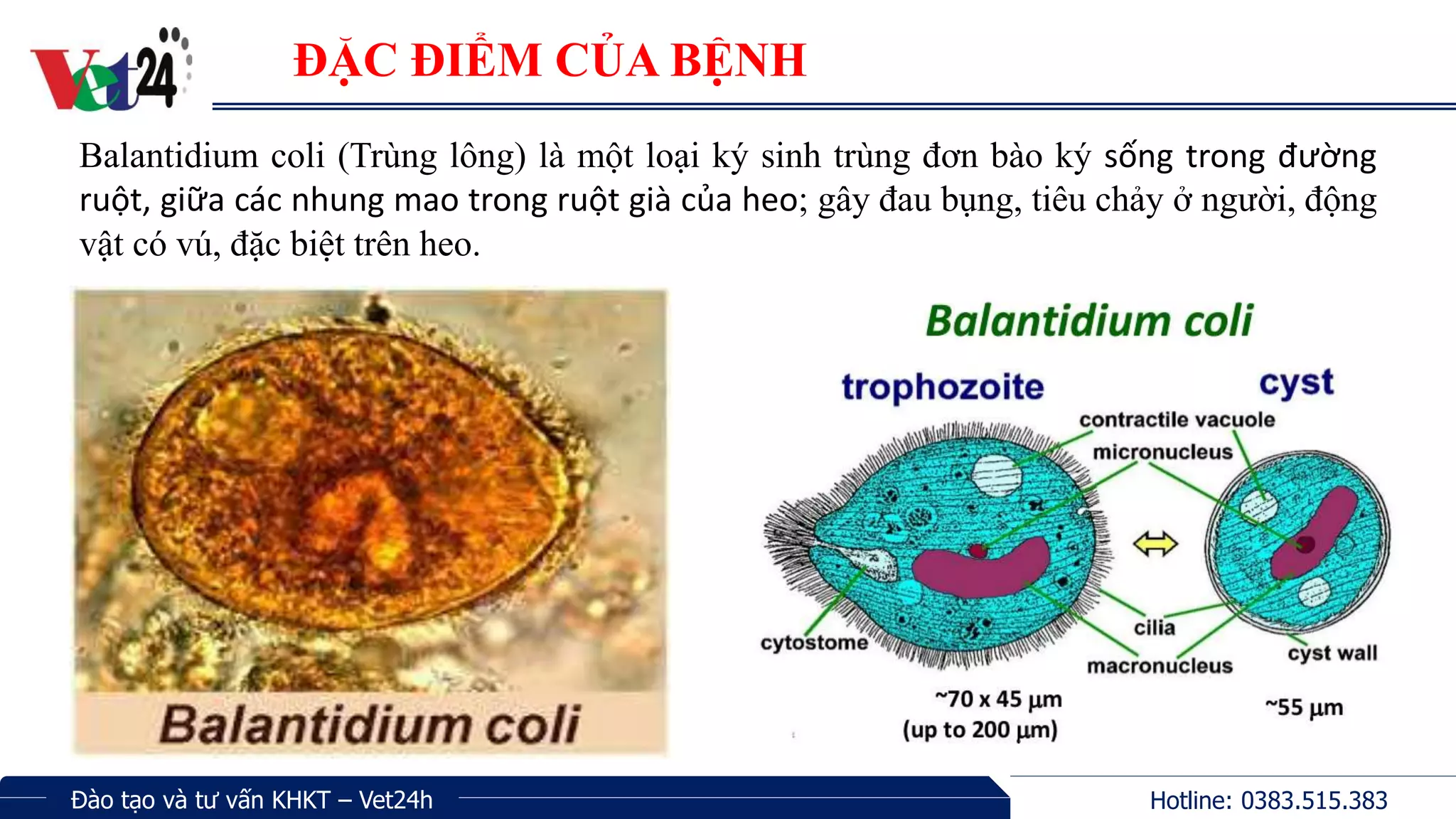 Benh do balantidium coli vet24h | PPT