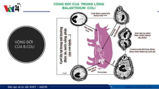 Benh do balantidium coli vet24h | PPT