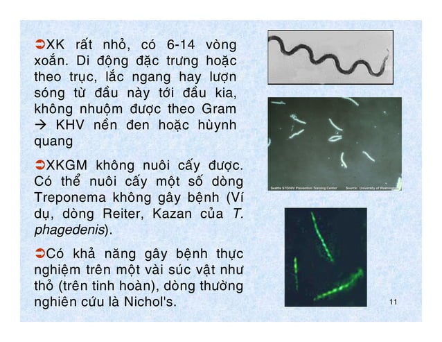 Vi khuan duong sinh duc | PDF
