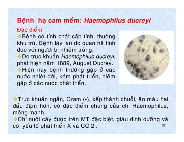 Vi khuan duong sinh duc | PDF