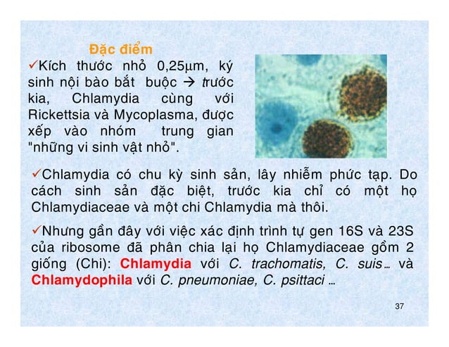 Vi khuan duong sinh duc | PDF