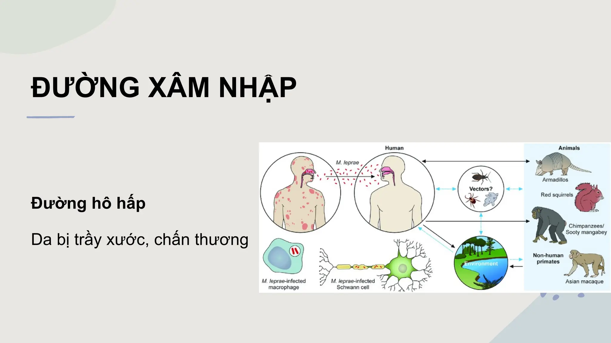 Bệnh phong ppt phong phong phong phong | PDF