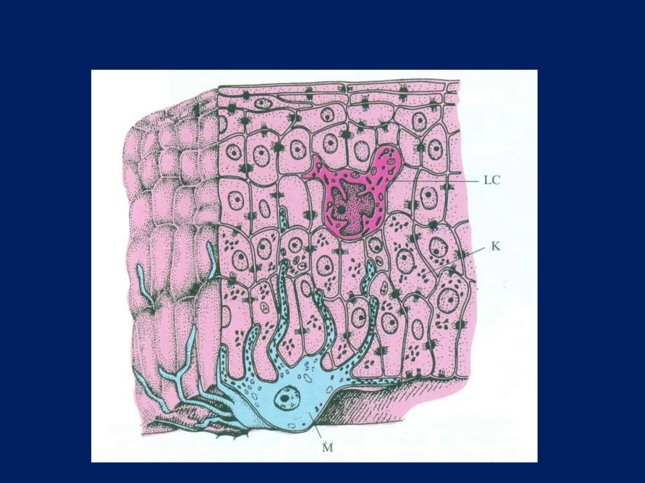 benign tumors of epithelial origin of oral cavity | PPTX