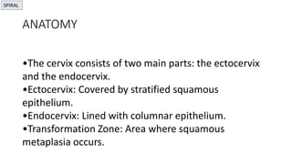 benign and premalignant lesions of cervix (2).pdf