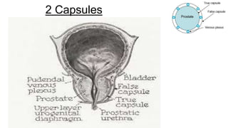 Benign enlargement of prostate | PPTX