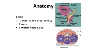 Benign enlargement of prostate | PPTX