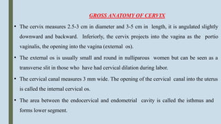 Do It Mean And What To Have A Enlarged Uterus Cervix Slit
