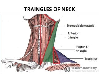 Benign neck mass | PPTX
