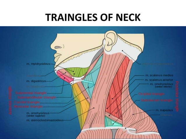 Benign neck mass | PPTX | Thyroid Disorders | Endocrine and Metabolic ...