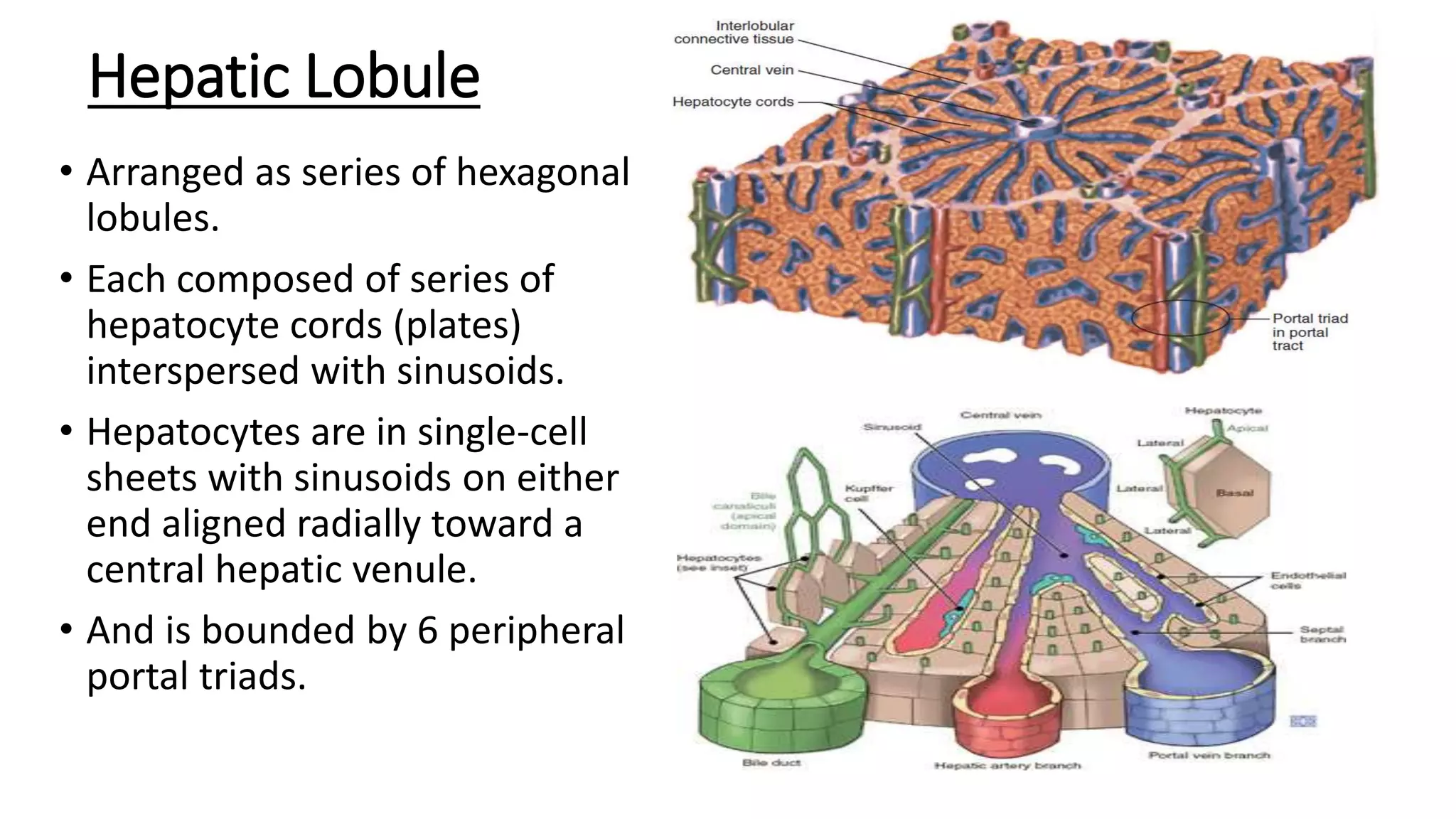 Benign neoplasms of liver | PPTX