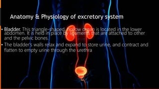 Benign prostate hypertrophy.pptx