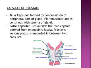 Benign prostatic hyperplasia | PPTX