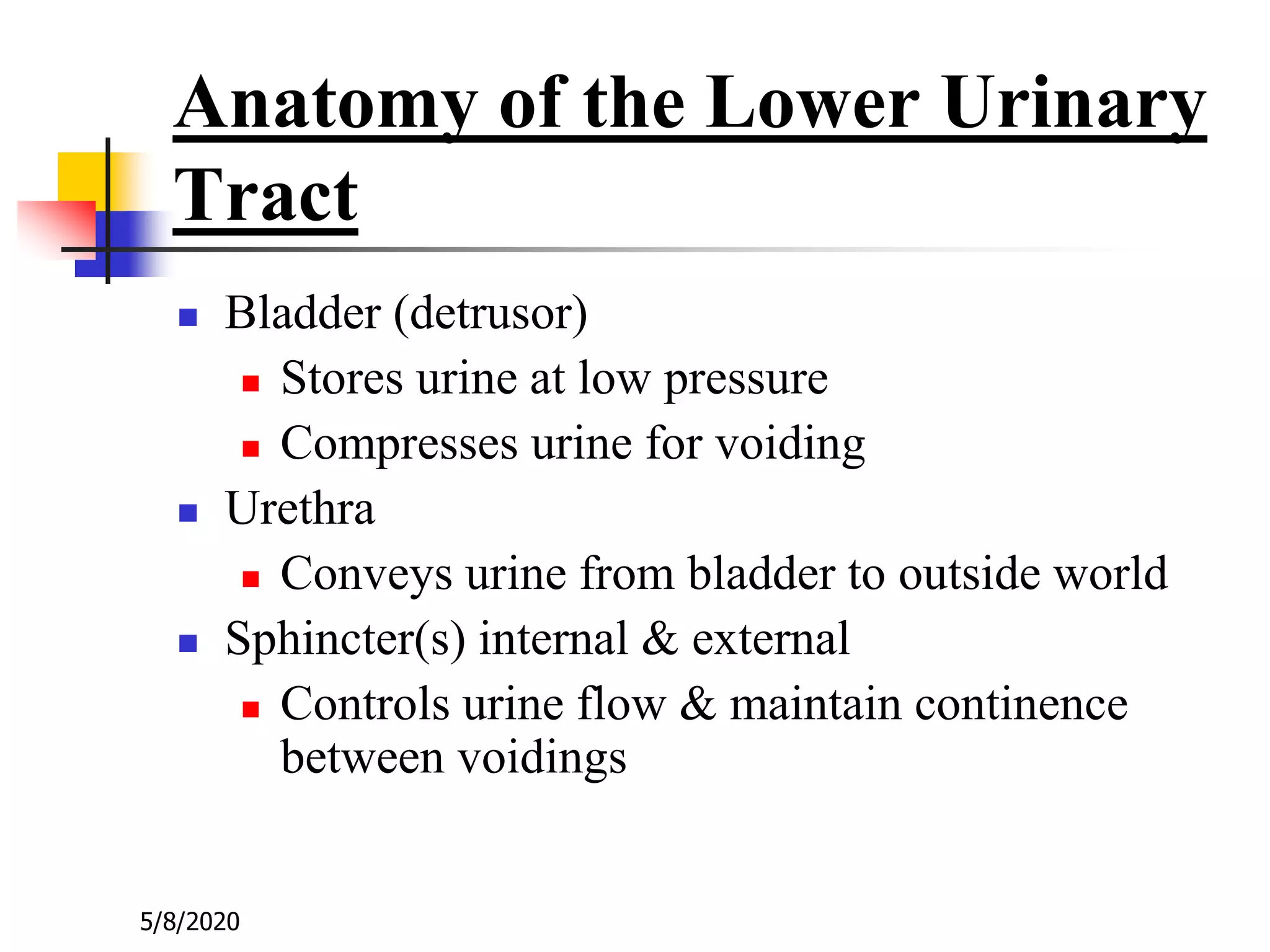 Benign prostatic hyperplasia | PPT
