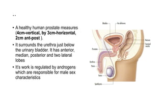 BENIGN PROSTATIC HYPERPLASIA.BPH. BPHpdf | PDF