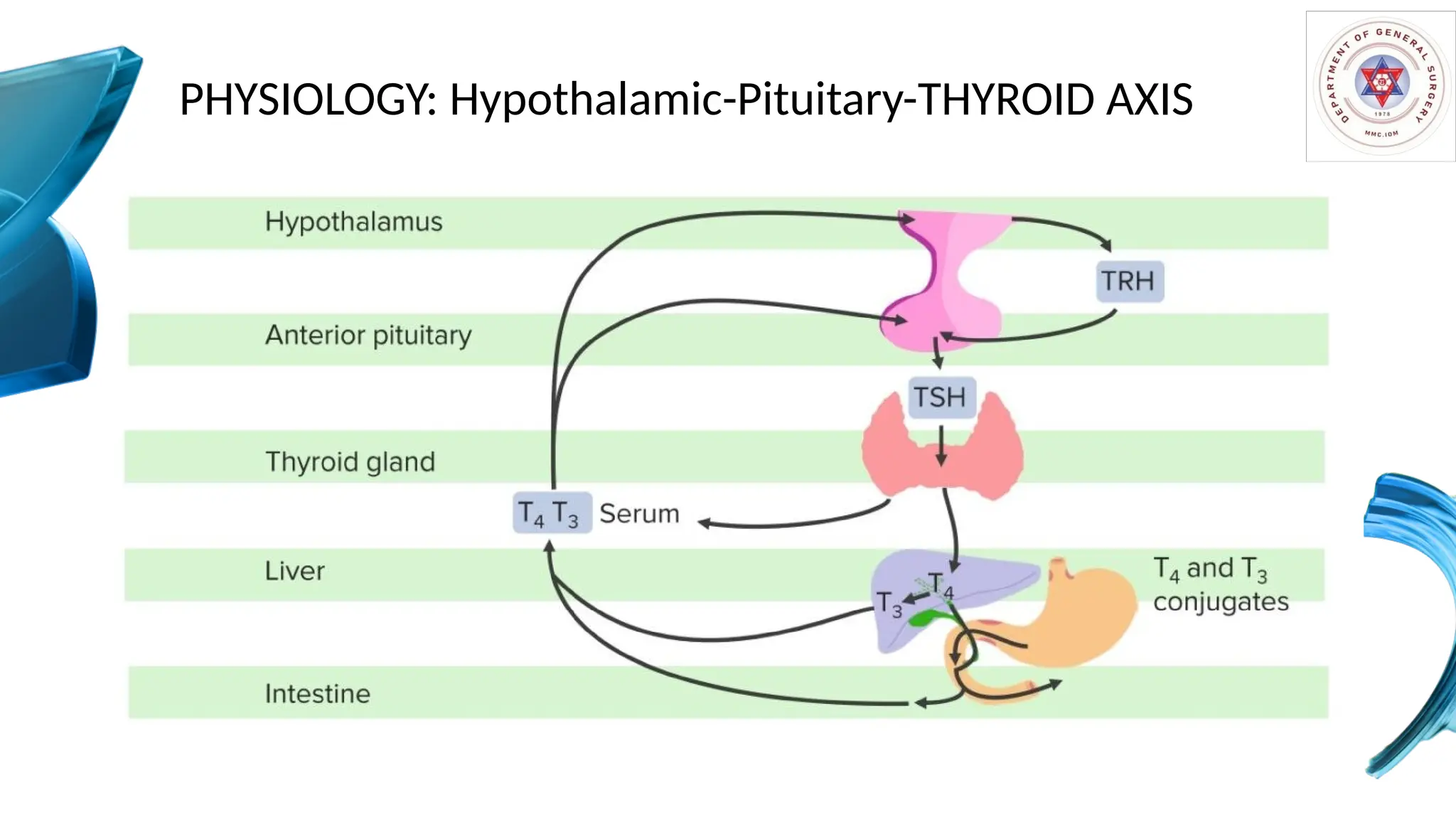 Benign Thyroid Diseases: Hypothyroidism and Hyperthyroidism; Graves ...