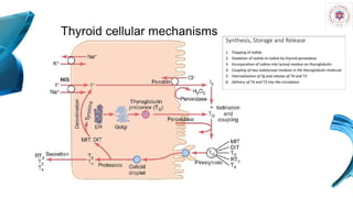 Benign Thyroid Diseases: Hypothyroidism and Hyperthyroidism; Graves ...