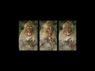 Benign Violation Theory | PPT