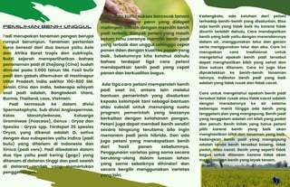 Padi merupakan tanaman pangan berupa rumput berumpun. Tanaman pertanian ...