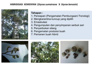 Benih Unggul Kemenyan Toba (Styrax sumatrana): Eksplorasi dan Pengujian ...