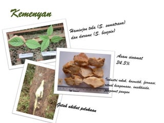 Benih Unggul Kemenyan Toba (Styrax sumatrana): Eksplorasi dan Pengujian ...