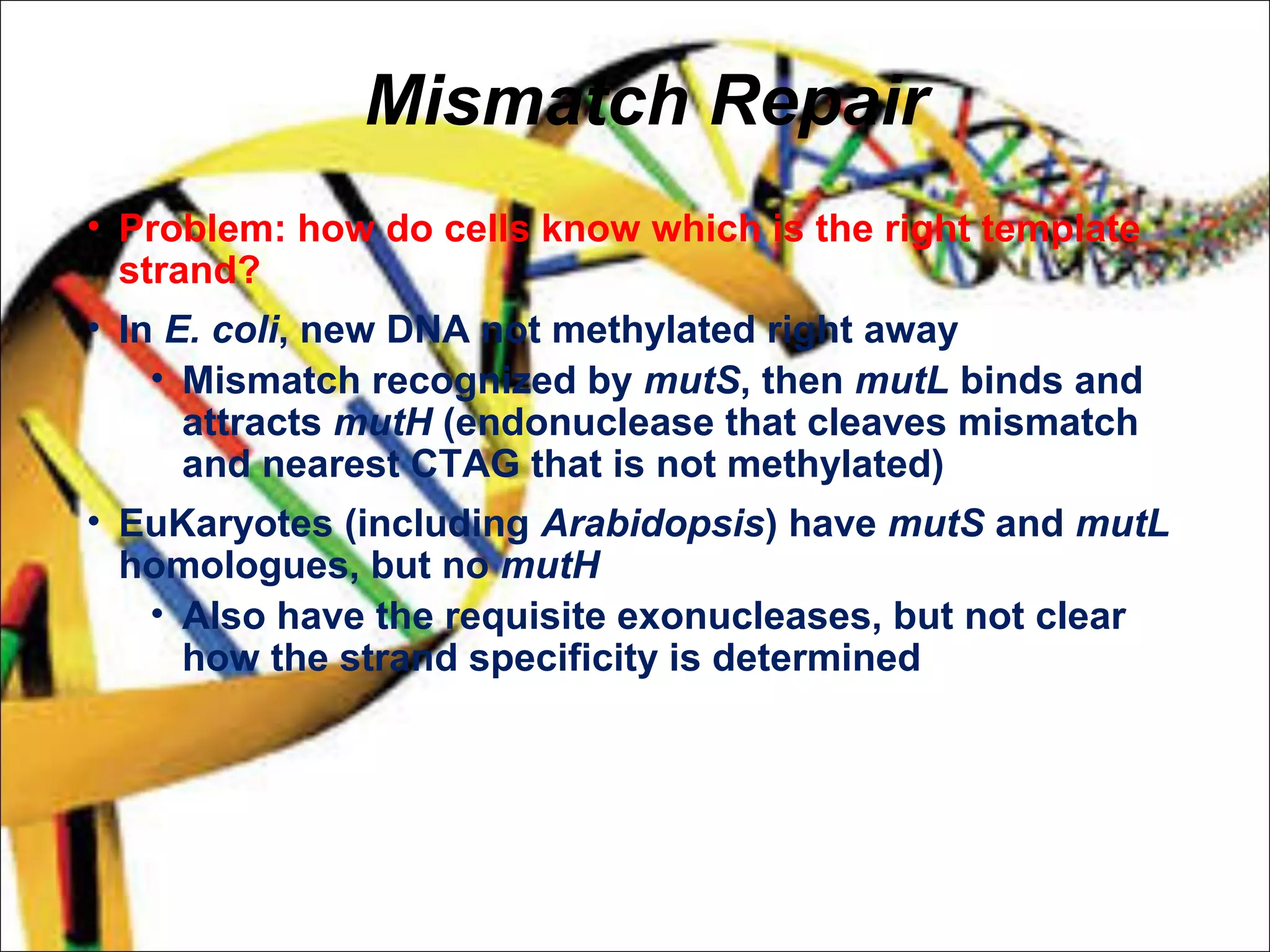 DNA DAMAGE,REPAIR,RECOMBINATION | PPT | Genetics | Science