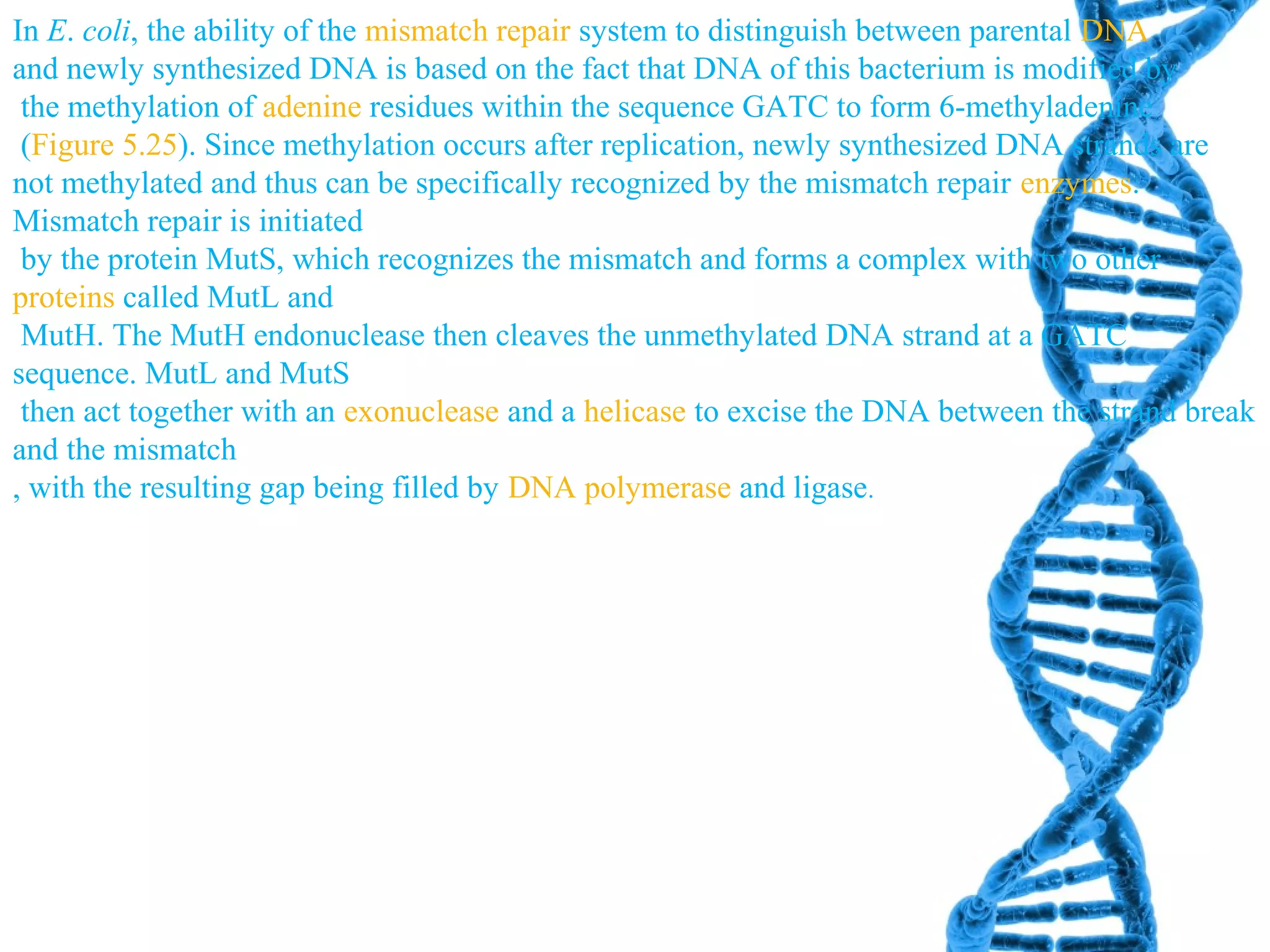 DNA DAMAGE,REPAIR,RECOMBINATION | PPT | Genetics | Science