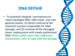 DNA DAMAGE,REPAIR,RECOMBINATION | PPT | Genetics | Science