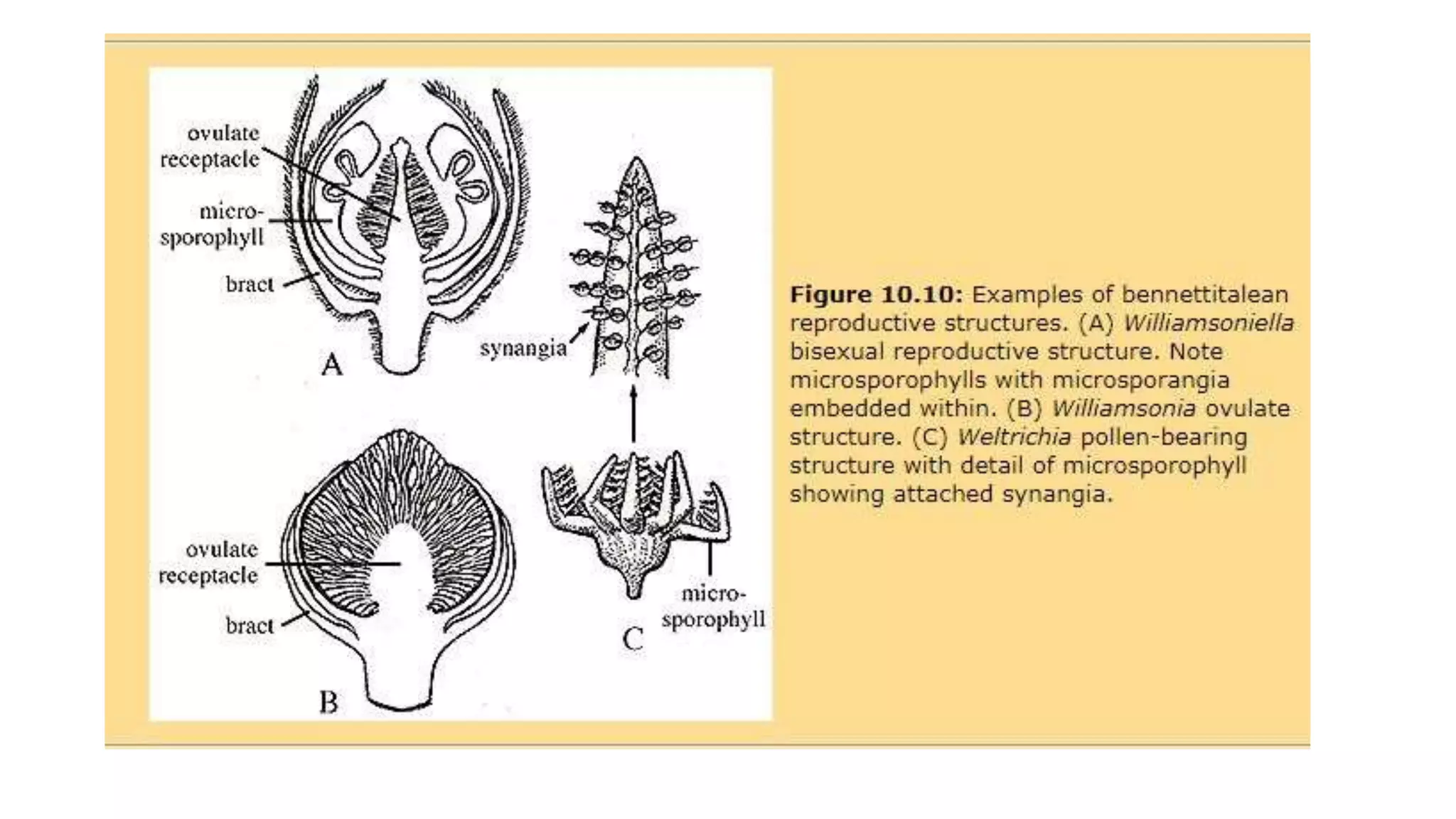 Bennettitalean theory | PPTX