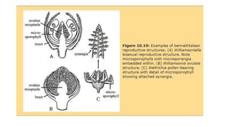 Bennettitalean theory | PPTX