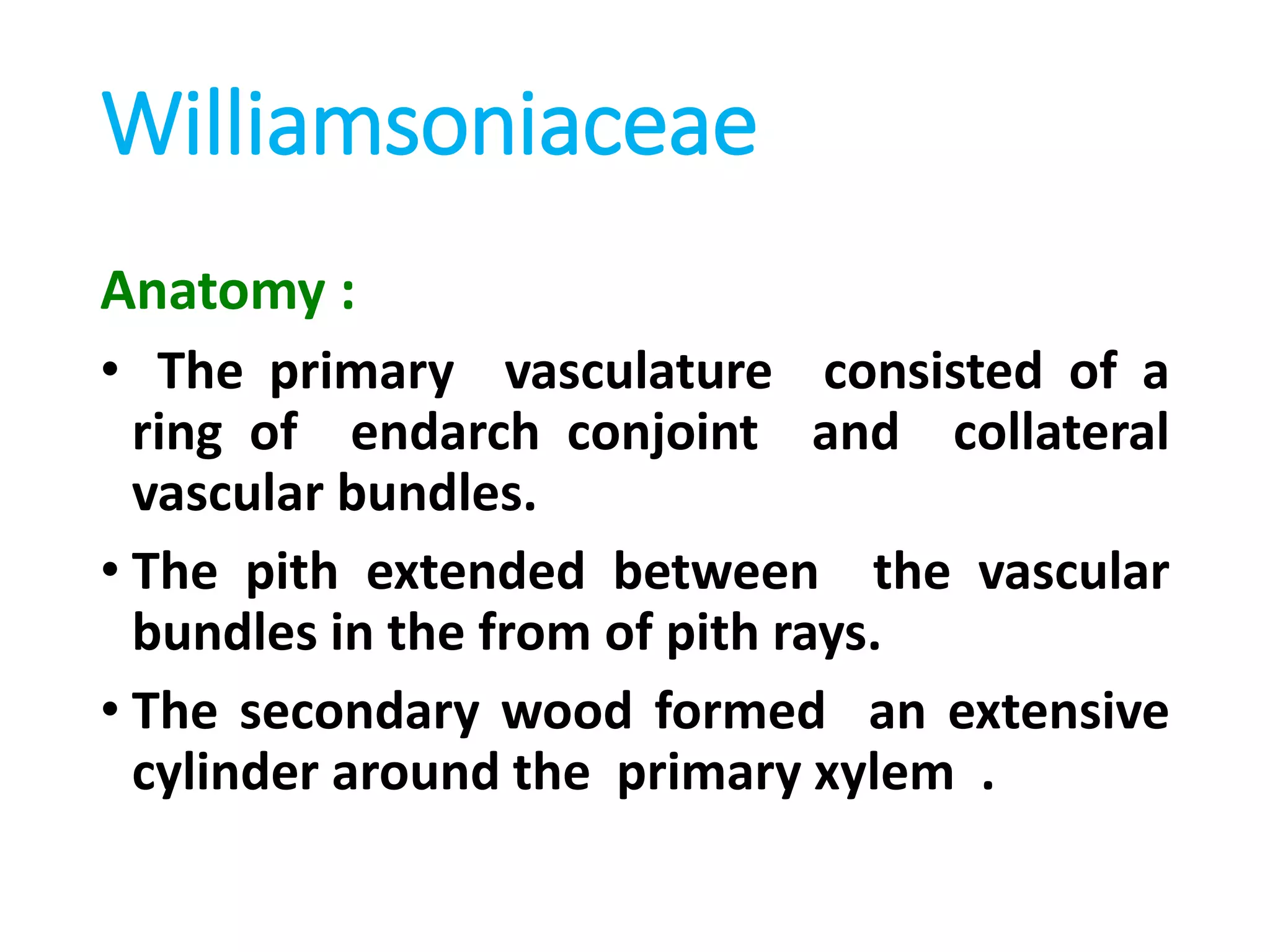 Bennettitales | PPTX