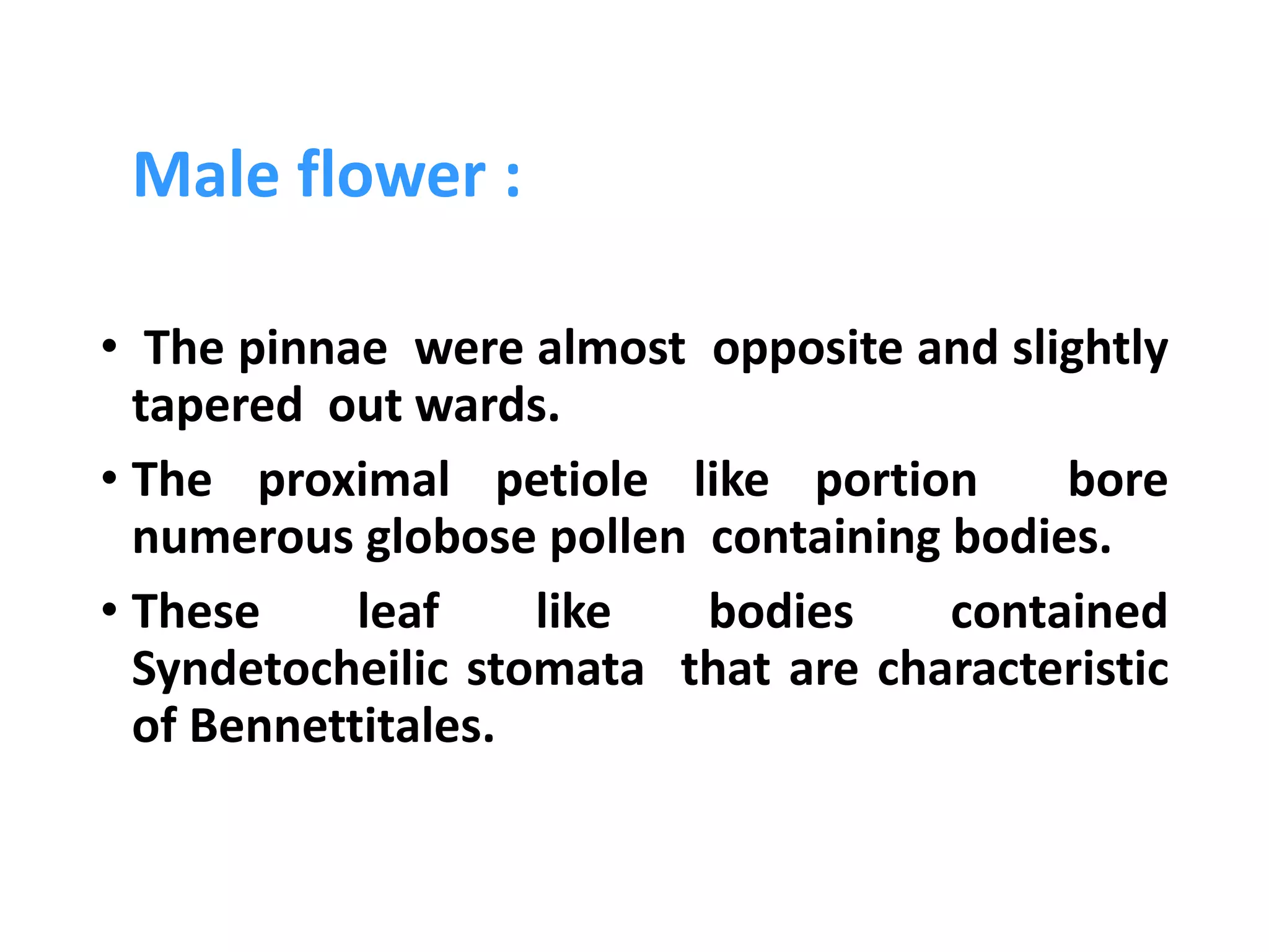 Bennettitales | PPTX