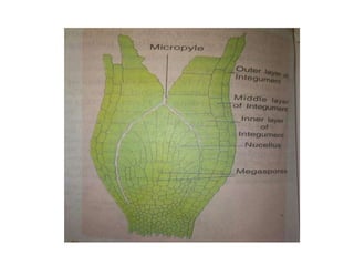 Bennettitales | PPTX | Geology | Science