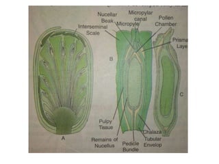 Bennettitales | PPTX | Geology | Science