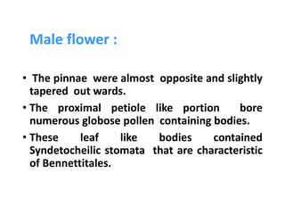Bennettitales | PPTX | Geology | Science
