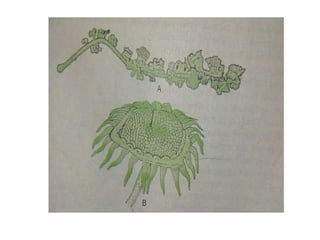 Bennettitales | PPTX | Geology | Science