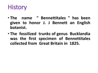 Bennettitales | PPTX | Geology | Science