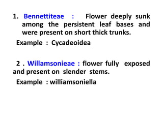 Bennettitales | PPTX | Geology | Science
