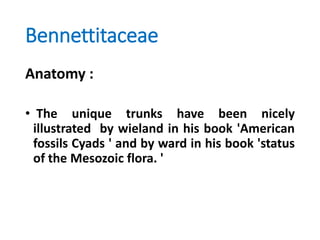 Bennettitales | PPTX | Geology | Science