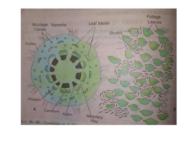 Bennettitales | PPTX | Geology | Science