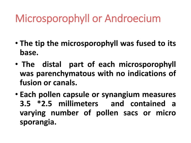 Bennettitales | PPTX | Geology | Science