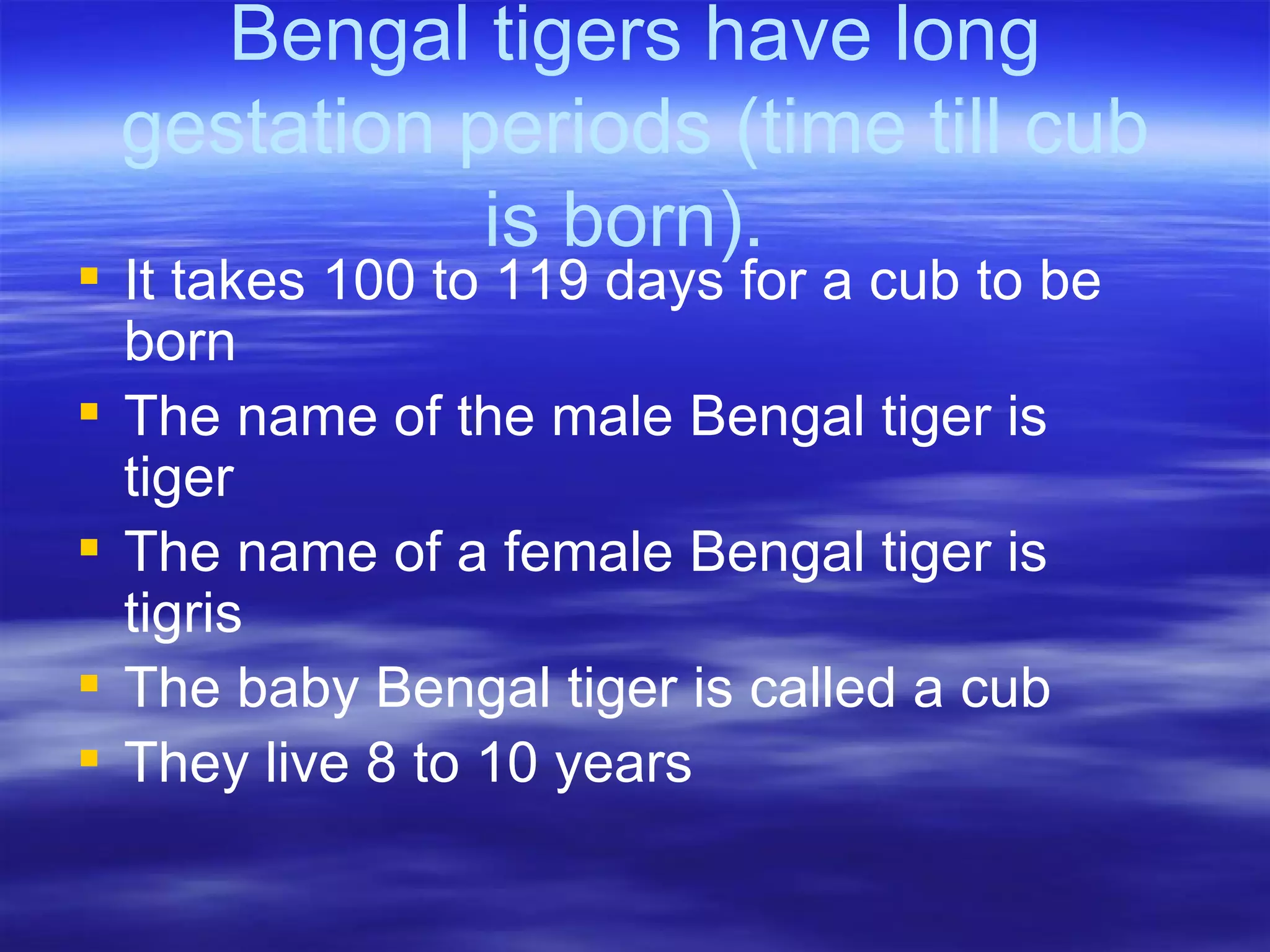 Bens Bengal Tiger Paragraph | PPT