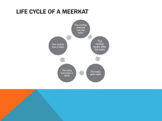 Ben`s favourite animal - Science | PPT