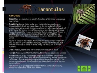 Nocturnal Animals | PPT