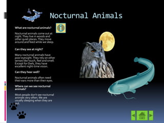 Nocturnal Animals | PPT