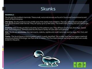 Nocturnal Animals | PPT