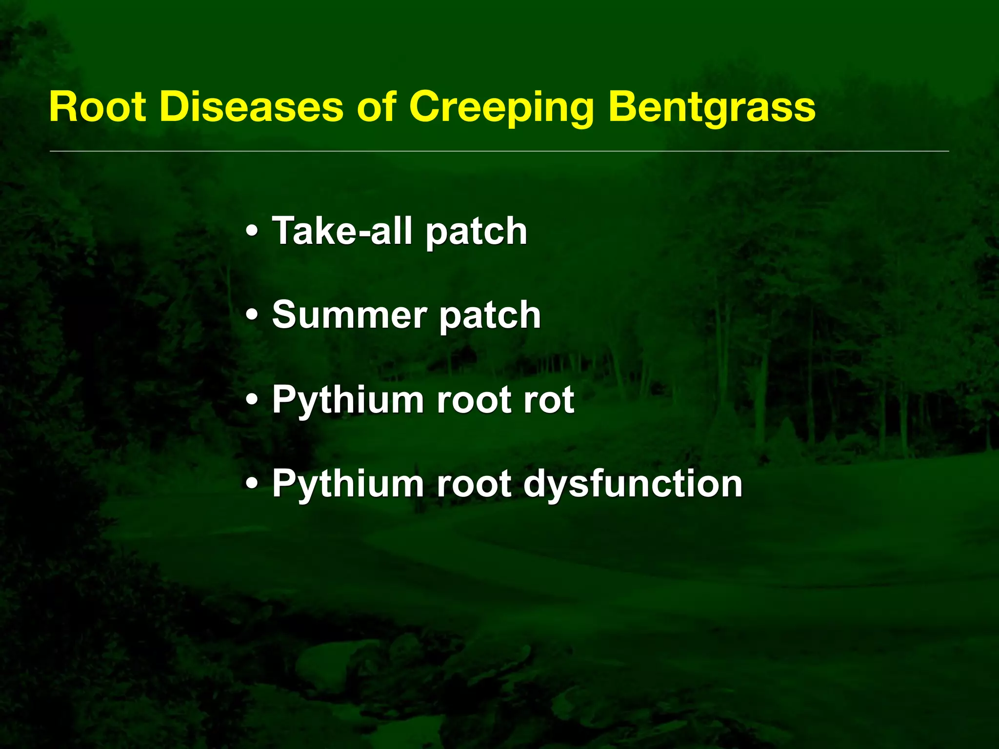 Bentgrass Root Diseases: Diagnosis and Management | KEY