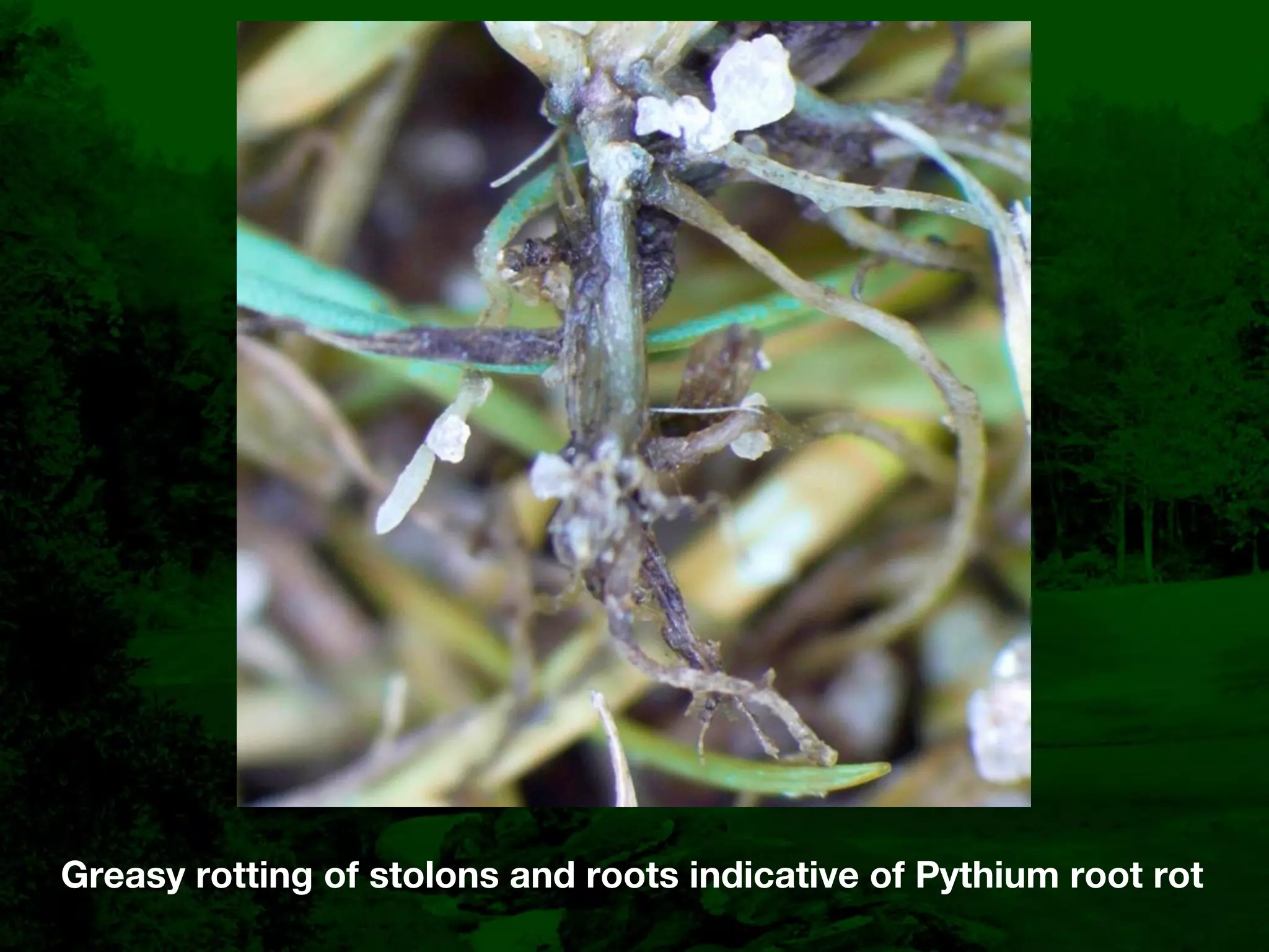 Bentgrass Root Diseases: Diagnosis and Management | KEY