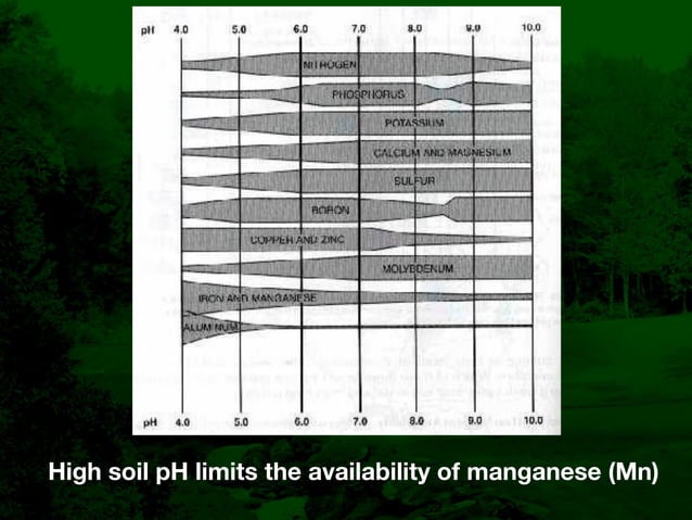 Bentgrass Root Diseases: Diagnosis and Management | PPT