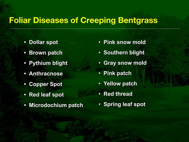 Bentgrass Root Diseases: Diagnosis and Management | PPT